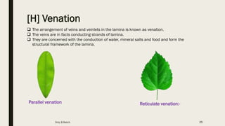 Morphology of leaf | PDF