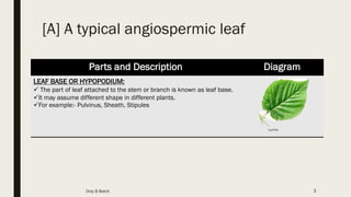 Morphology of leaf | PDF