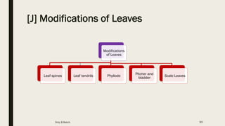 Morphology of leaf | PDF