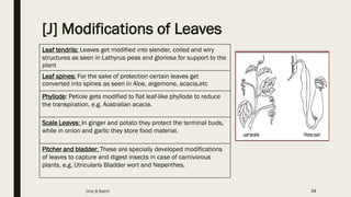 Morphology of leaf | PDF