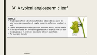 Morphology of leaf | PDF