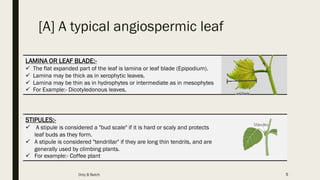 Morphology of leaf | PDF