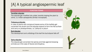 Morphology of leaf | PDF