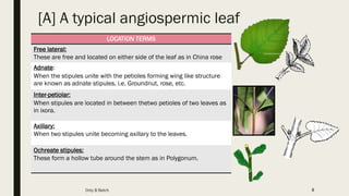 Morphology of leaf | PDF
