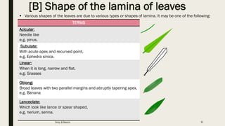 Morphology of leaf | PDF