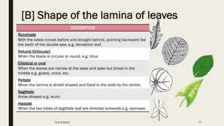 Morphology of leaf | PPT