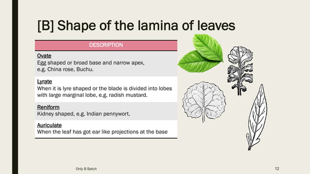 Morphology Of Leaf PPT morphology-of-leaf-ppt