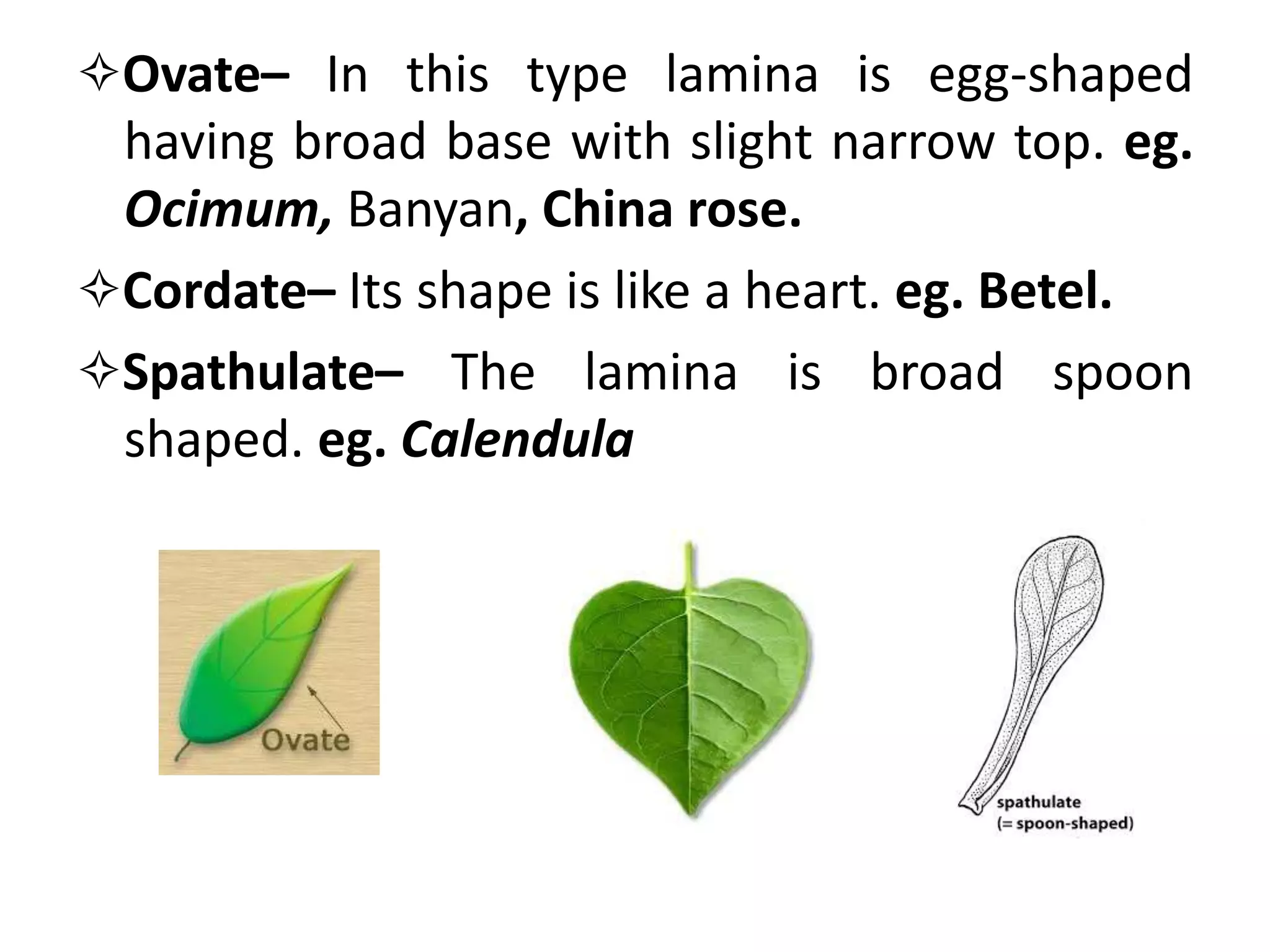 Morphology of Leaf.pptx