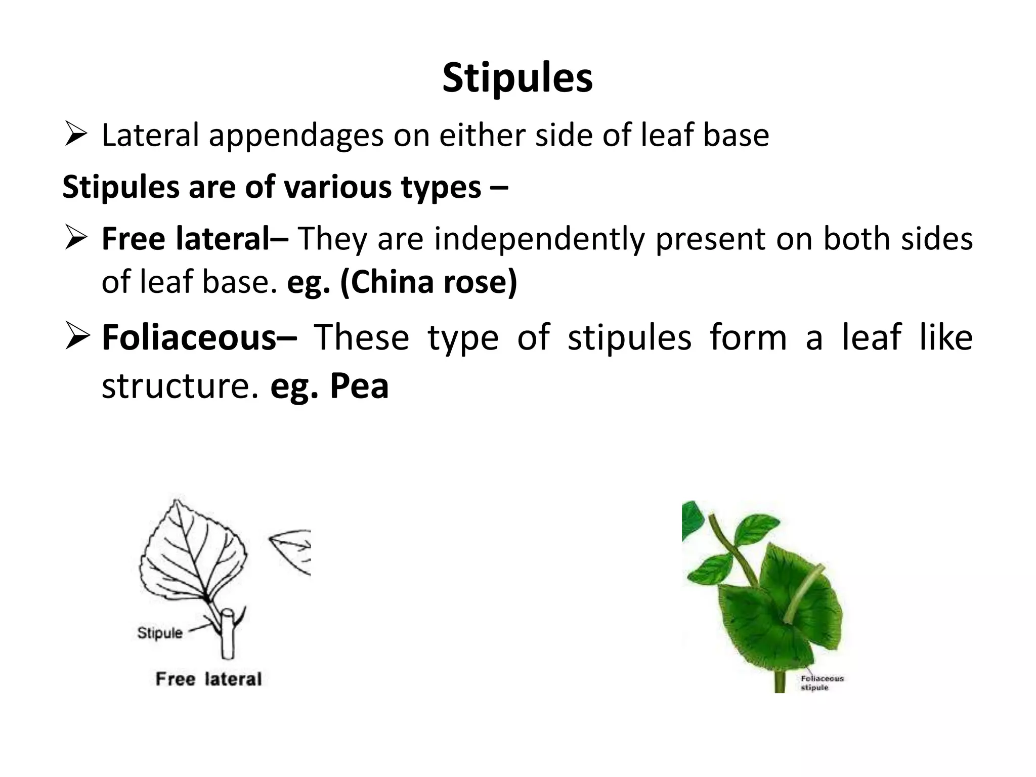 Morphology of Leaf.pptx