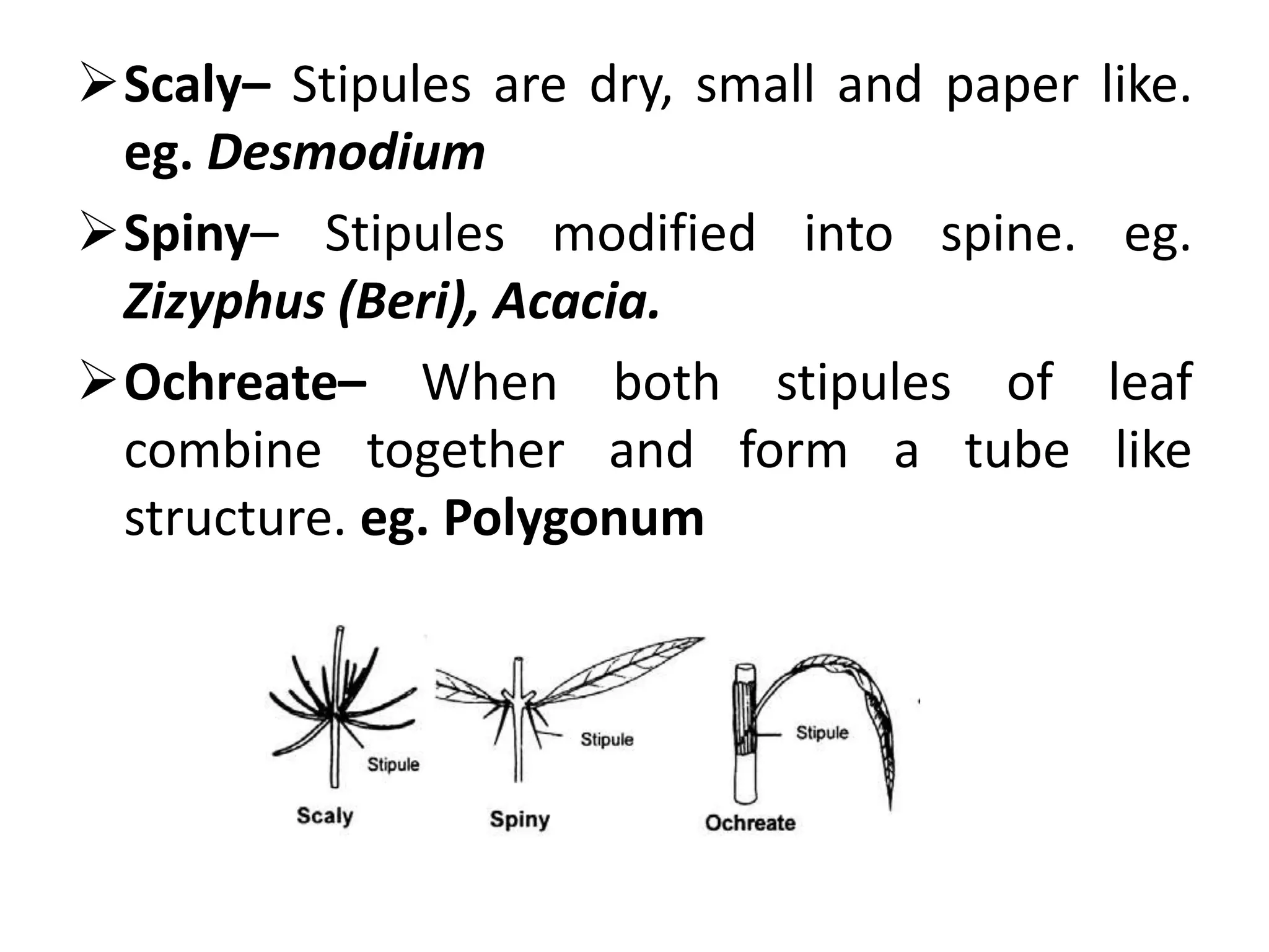 Morphology of Leaf.pptx