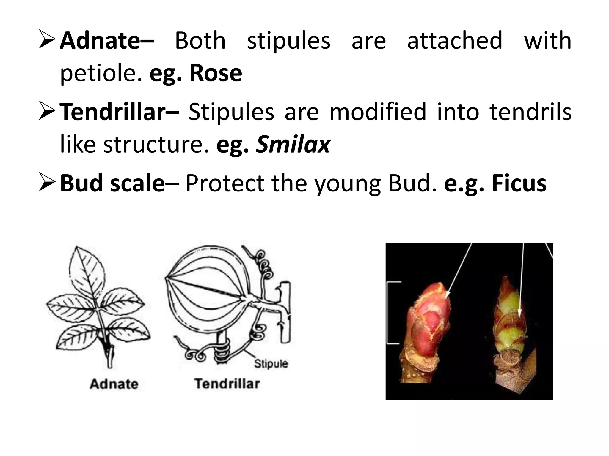 Morphology of Leaf.pptx