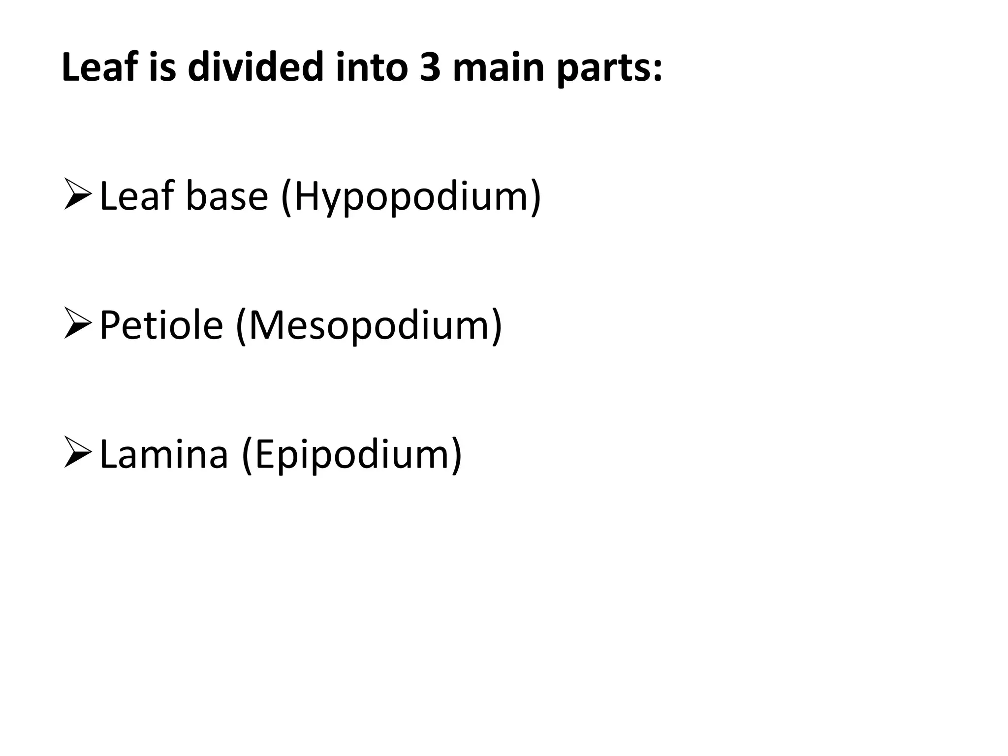 Morphology of Leaf.pptx