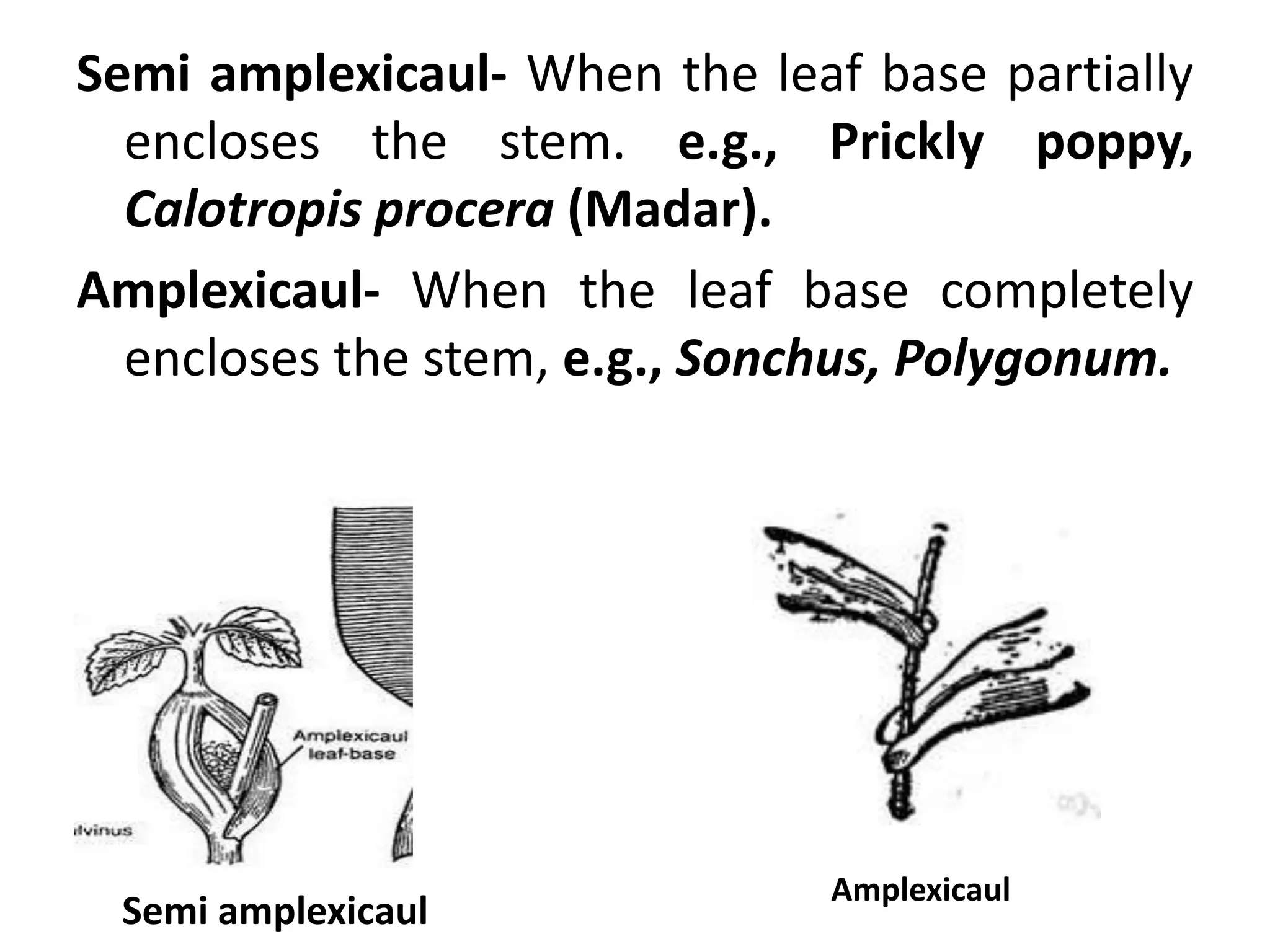 Morphology of Leaf.pptx
