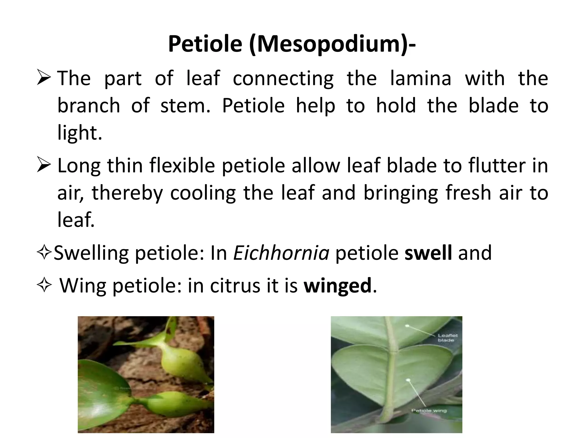 Morphology of Leaf.pptx