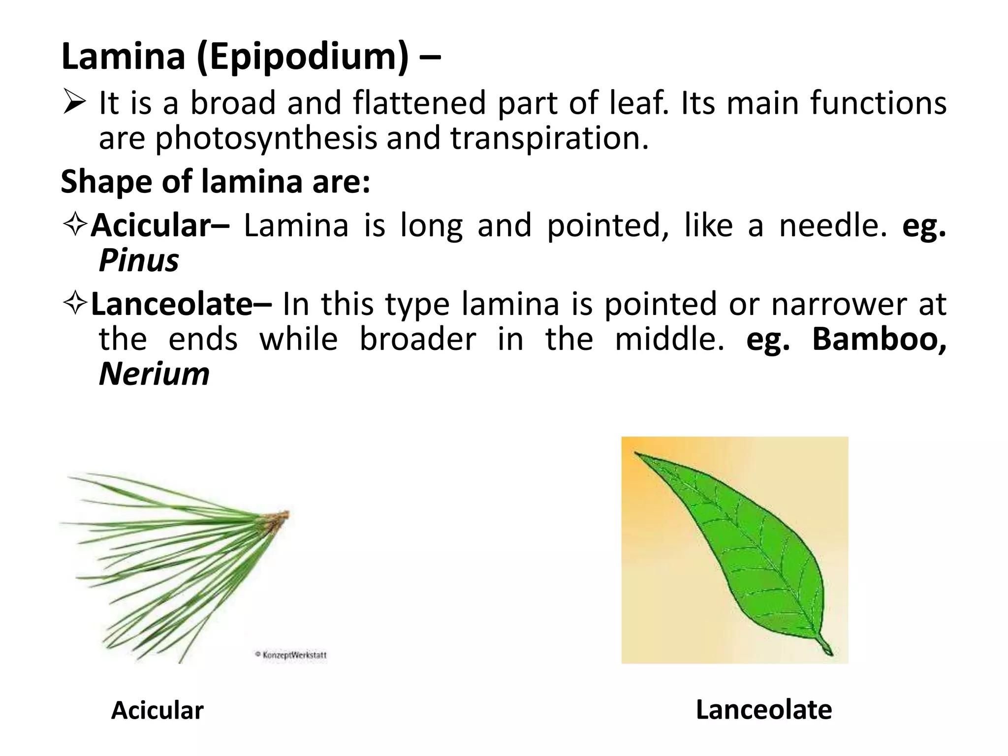 Morphology of Leaf.pptx