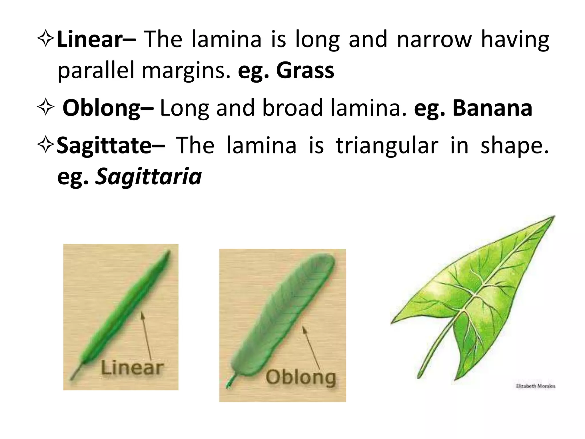 Morphology of Leaf.pptx
