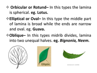 Morphology of Leaf.pptx