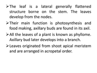 Morphology of Leaf.pptx
