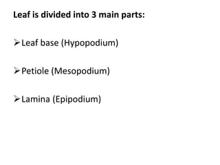 Morphology of Leaf.pptx