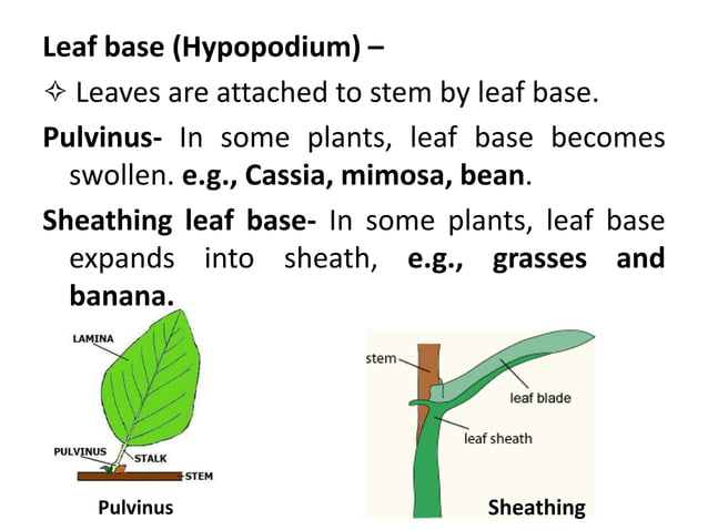 Morphology of Leaf.pptx | Gardening | Home & Garden