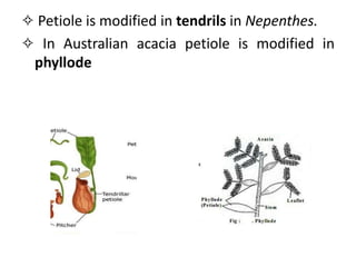 Morphology of Leaf.pptx