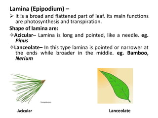 Morphology of Leaf.pptx