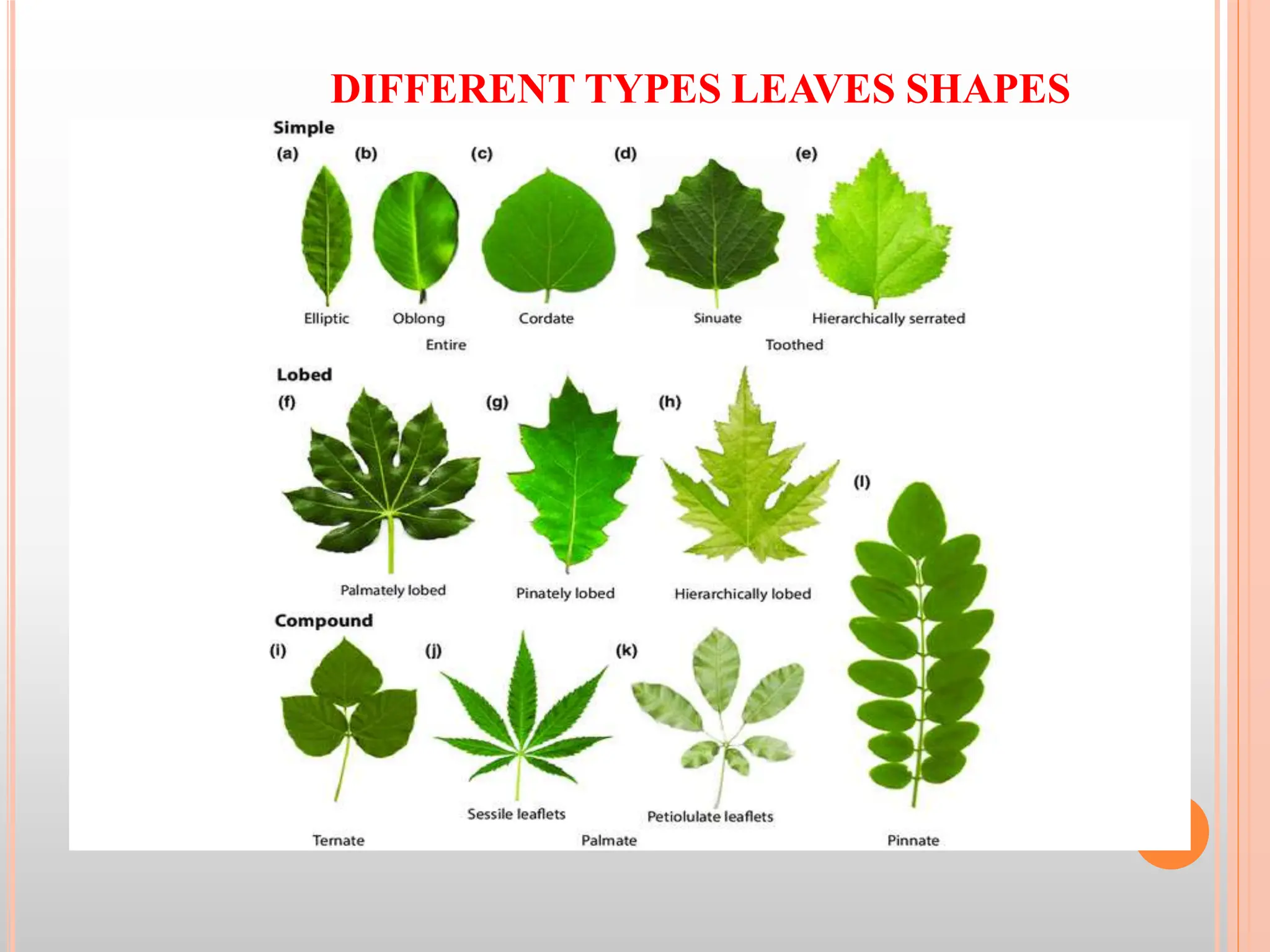 Morphology of Leaf with special reference to leaf shape, surface ...