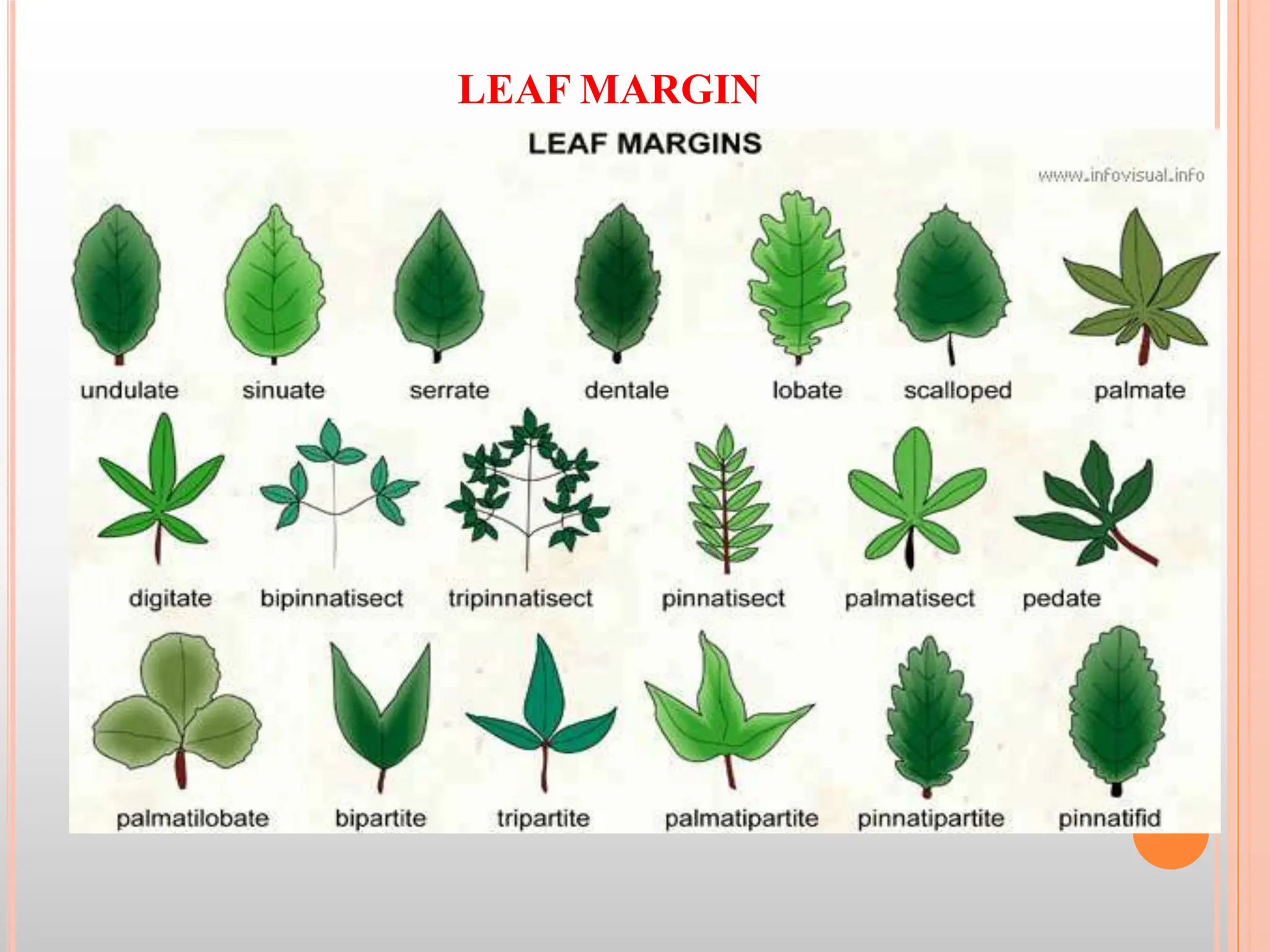 Morphology of Leaf with special reference to leaf shape, surface ...