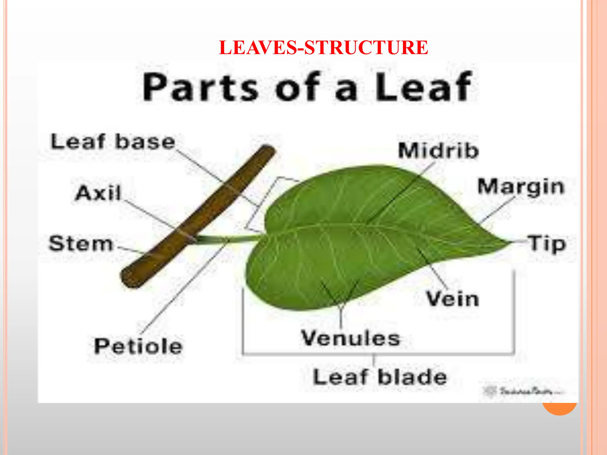 Morphology of Leaf with special reference to leaf shape, surface ...