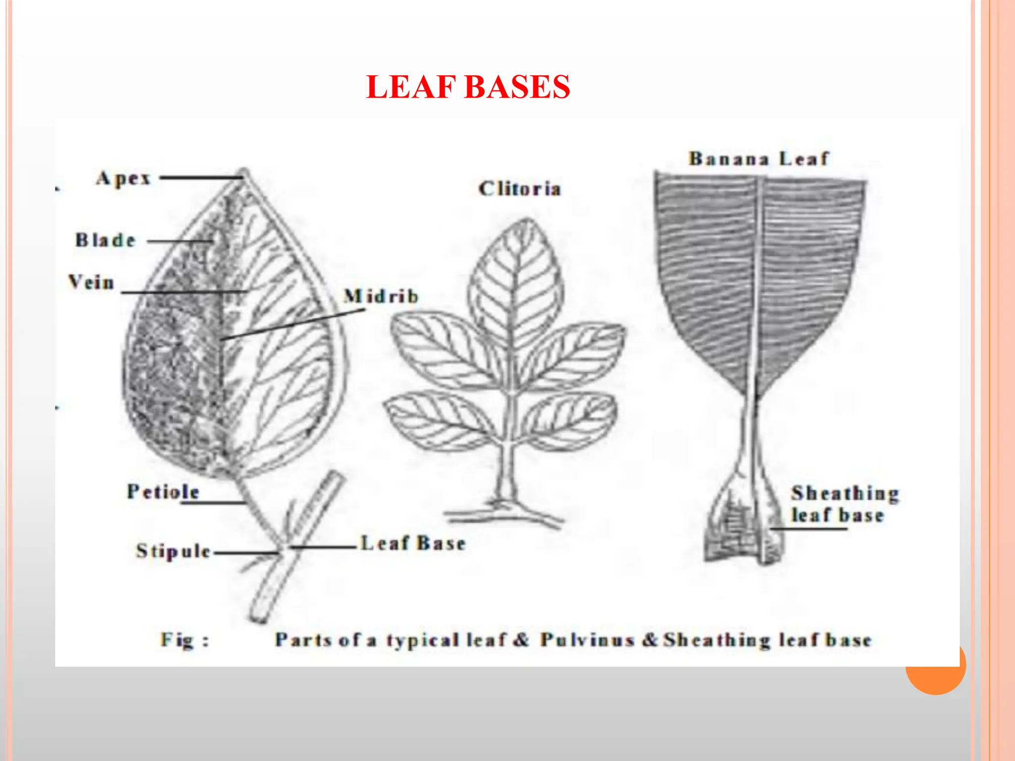 Morphology of Leaf with special reference to leaf shape, surface ...