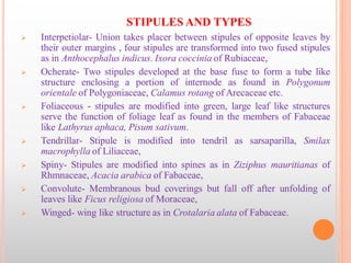 Morphology of Leaf with special reference to leaf shape, surface ...