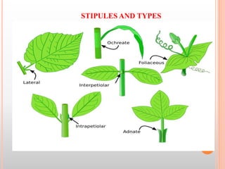 Morphology of Leaf with special reference to leaf shape, surface ...