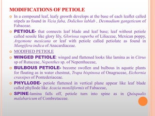 Morphology of Leaf with special reference to leaf shape, surface ...