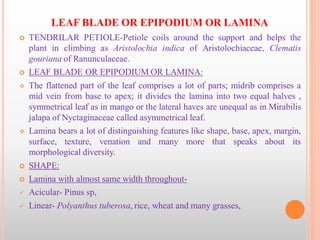 Morphology of Leaf with special reference to leaf shape, surface ...