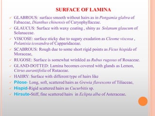 Morphology of Leaf with special reference to leaf shape, surface ...