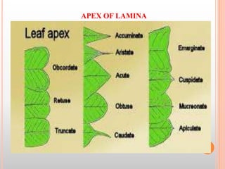 Morphology of Leaf with special reference to leaf shape, surface ...