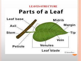 Morphology of Leaf with special reference to leaf shape, surface ...