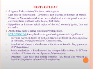 Morphology of Leaf with special reference to leaf shape, surface ...