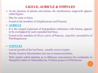 Morphology of Leaf with special reference to leaf shape, surface ...
