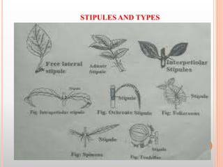 Morphology of Leaf with special reference to leaf shape, surface ...