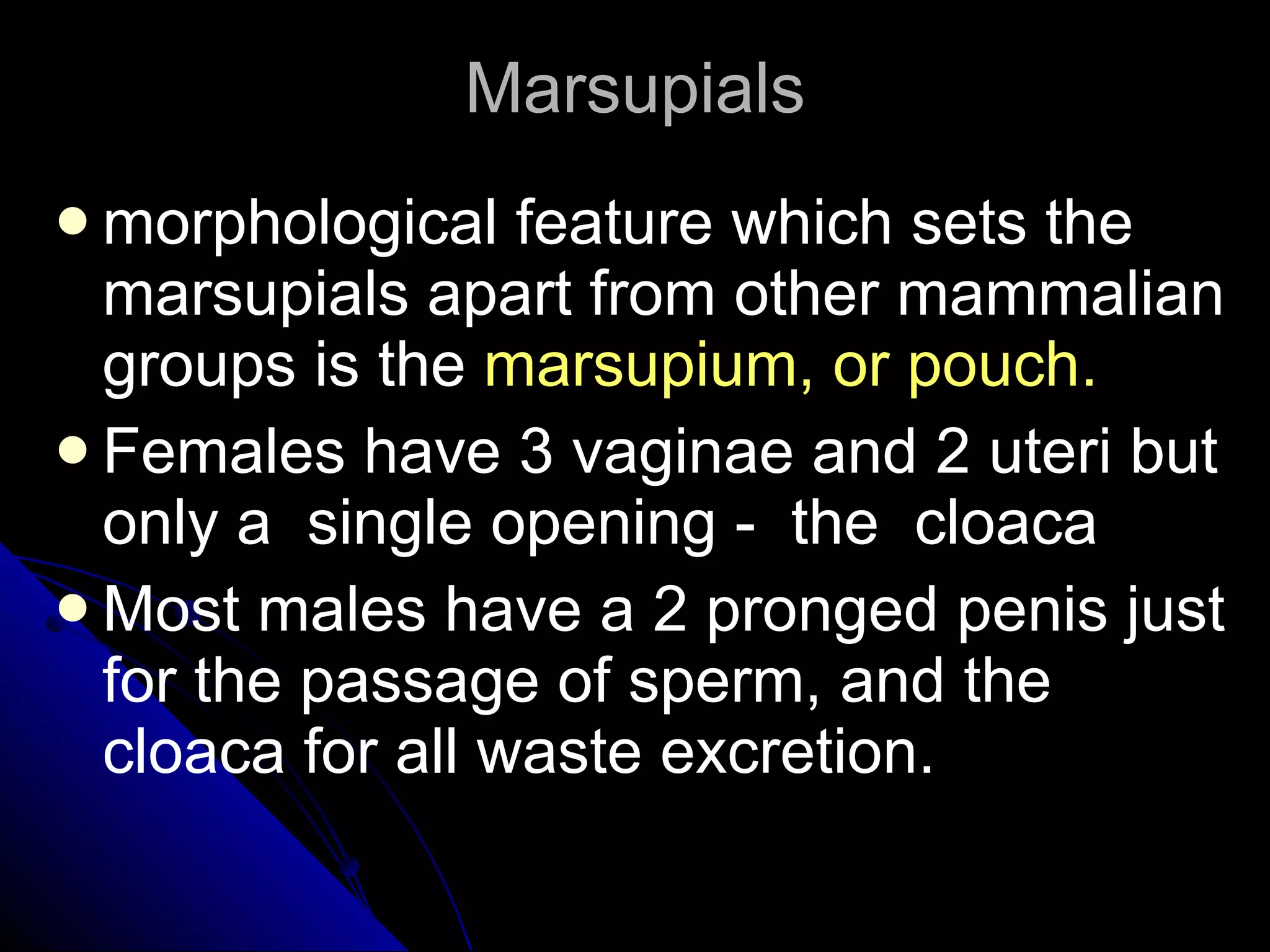 Morphology Of Mammals | PPT