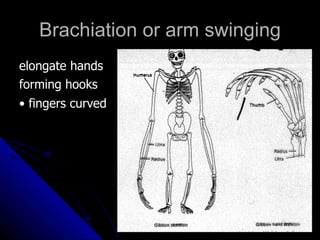 Morphology Of Mammals | PPT