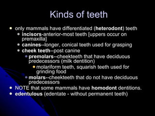 Morphology Of Mammals | PPT