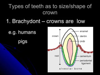 Morphology Of Mammals | PPT