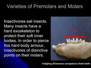 Morphology Of Mammals | PPT