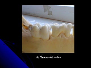 Morphology Of Mammals | PPT