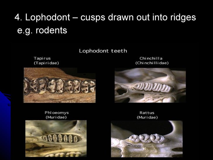 Morphology Of Mammals