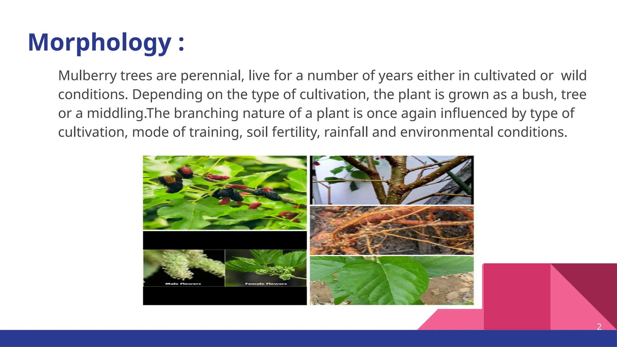 Mulberry plant - Morphology, plant parts, pptx | PPTX