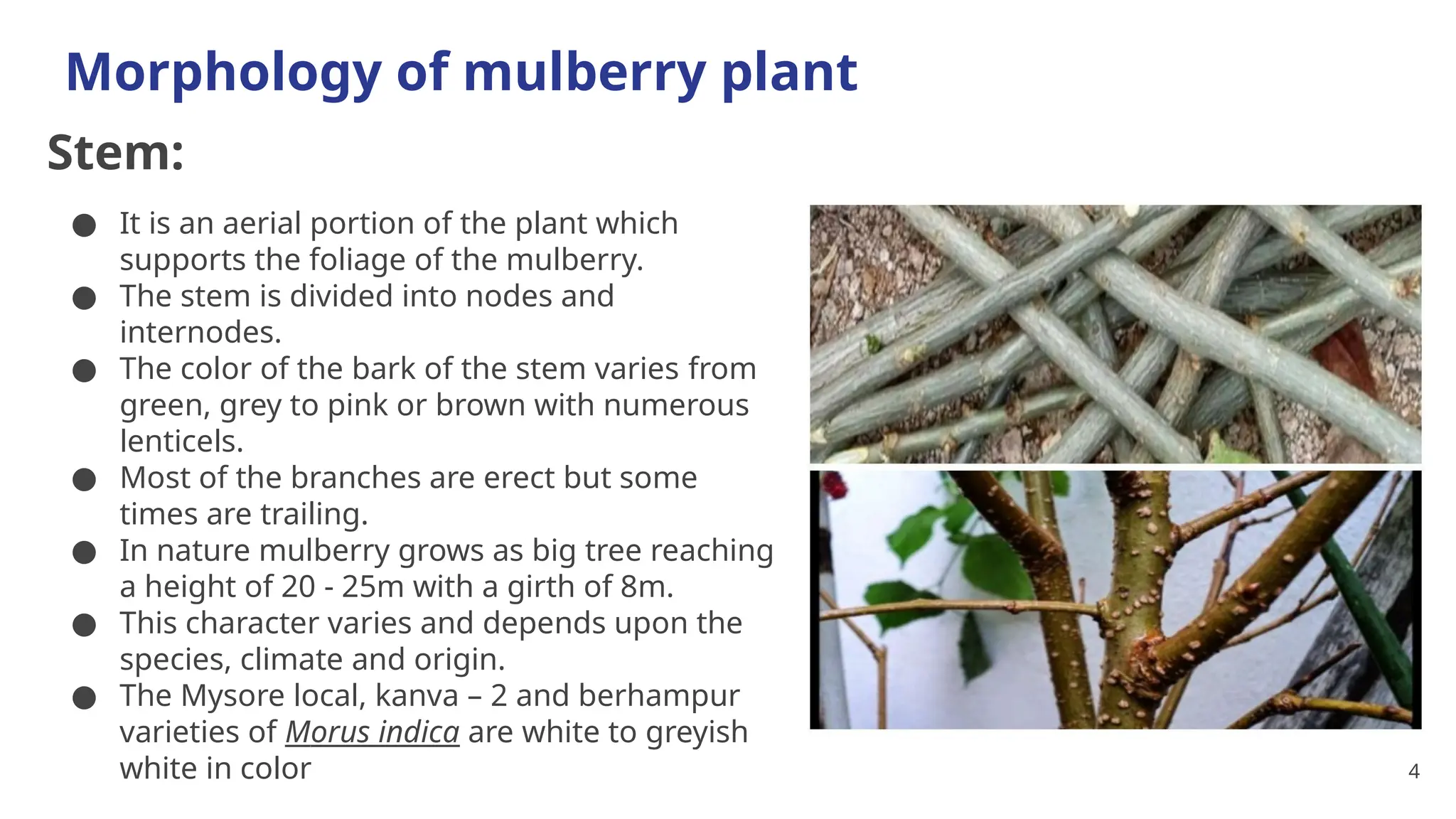 Mulberry plant - Morphology, plant parts, pptx | PPTX