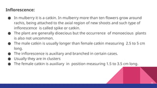 Mulberry plant - Morphology, plant parts, pptx | PPTX